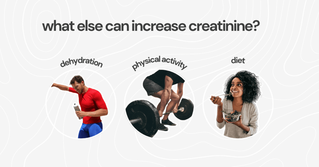 Creatine vs Creatinine: Main Differences | Trumeta